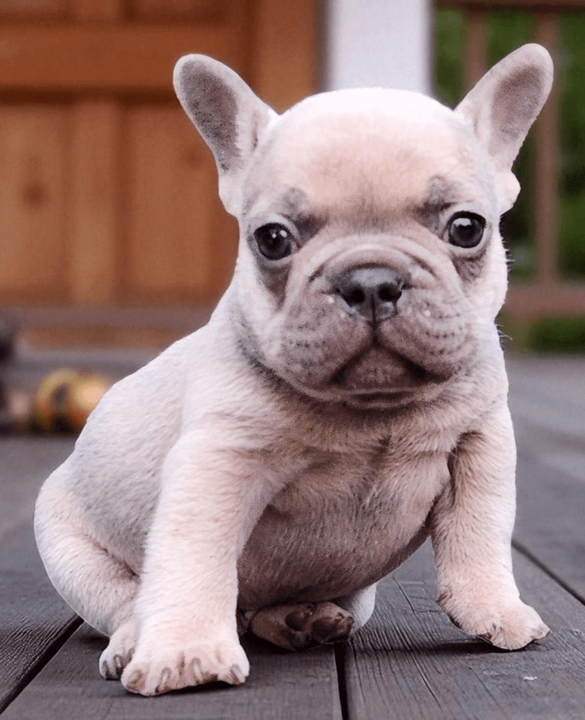 French Bulldogs for sale: Milo our Blue Fawn Male French Bulldog ...