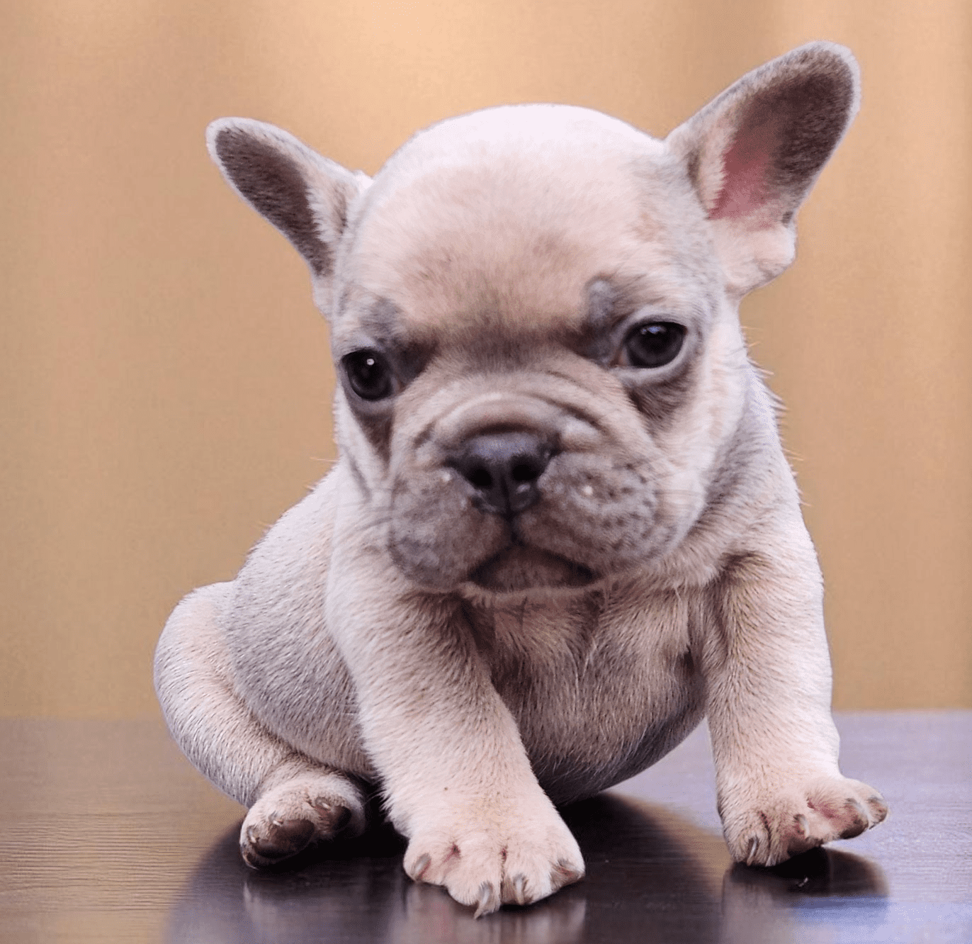 French Bulldogs for sale: Milo our Blue Fawn Male French Bulldog ...